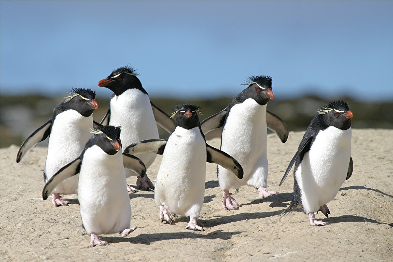Penguin Tales: Migration 101