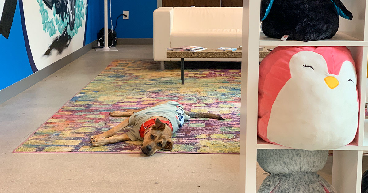 Spiffy Canine Company Culture